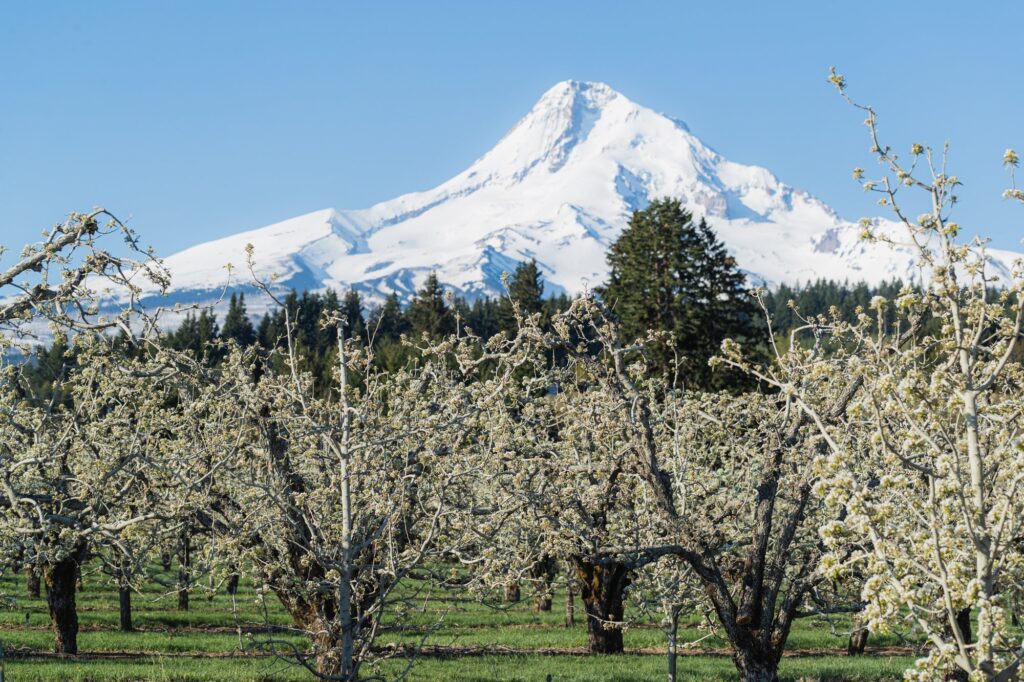 Oregon pears | Tree-Ripe Fruit Co.