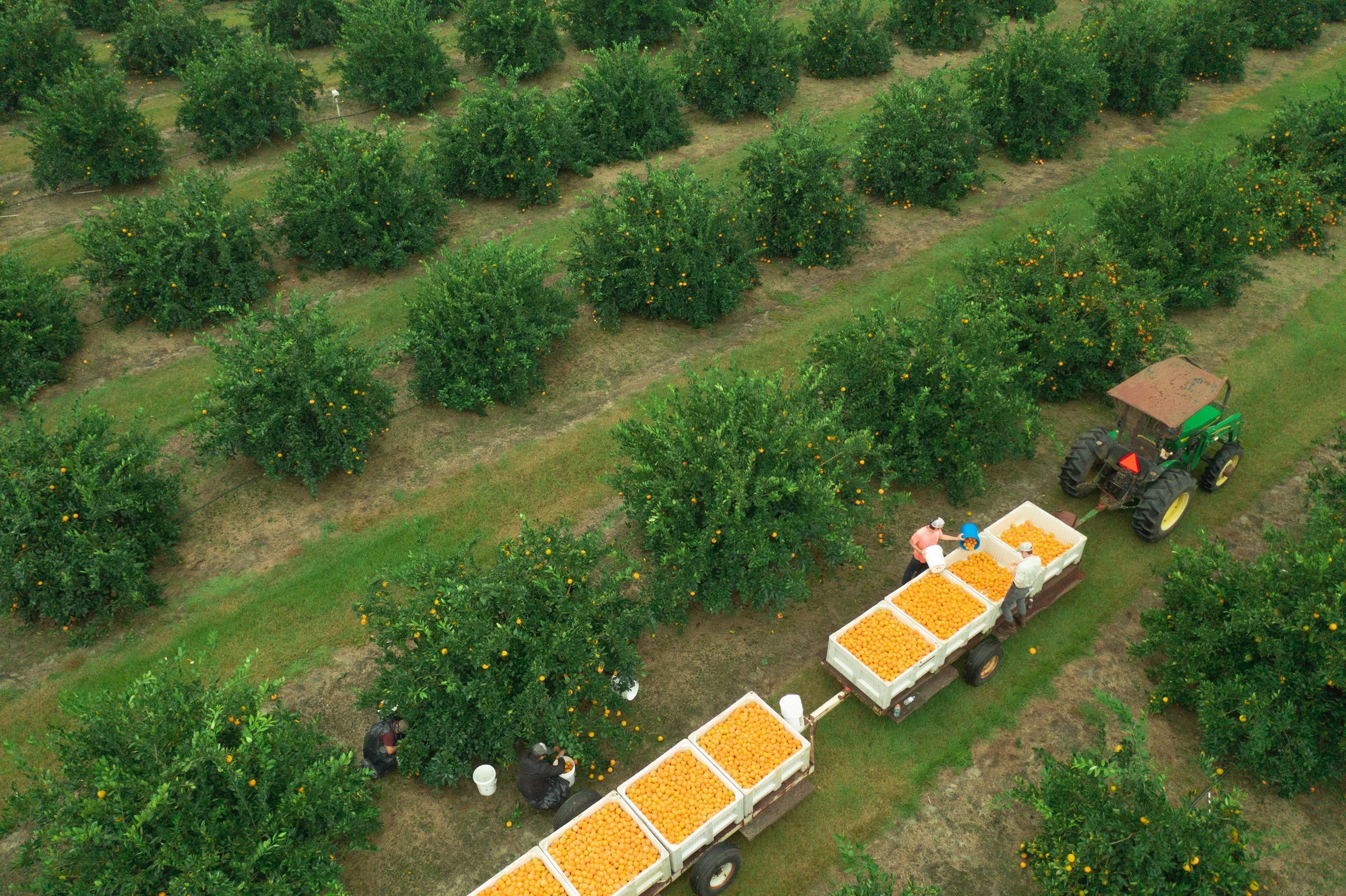 What is a Satsuma? - Tree-Ripe Fruit Co.