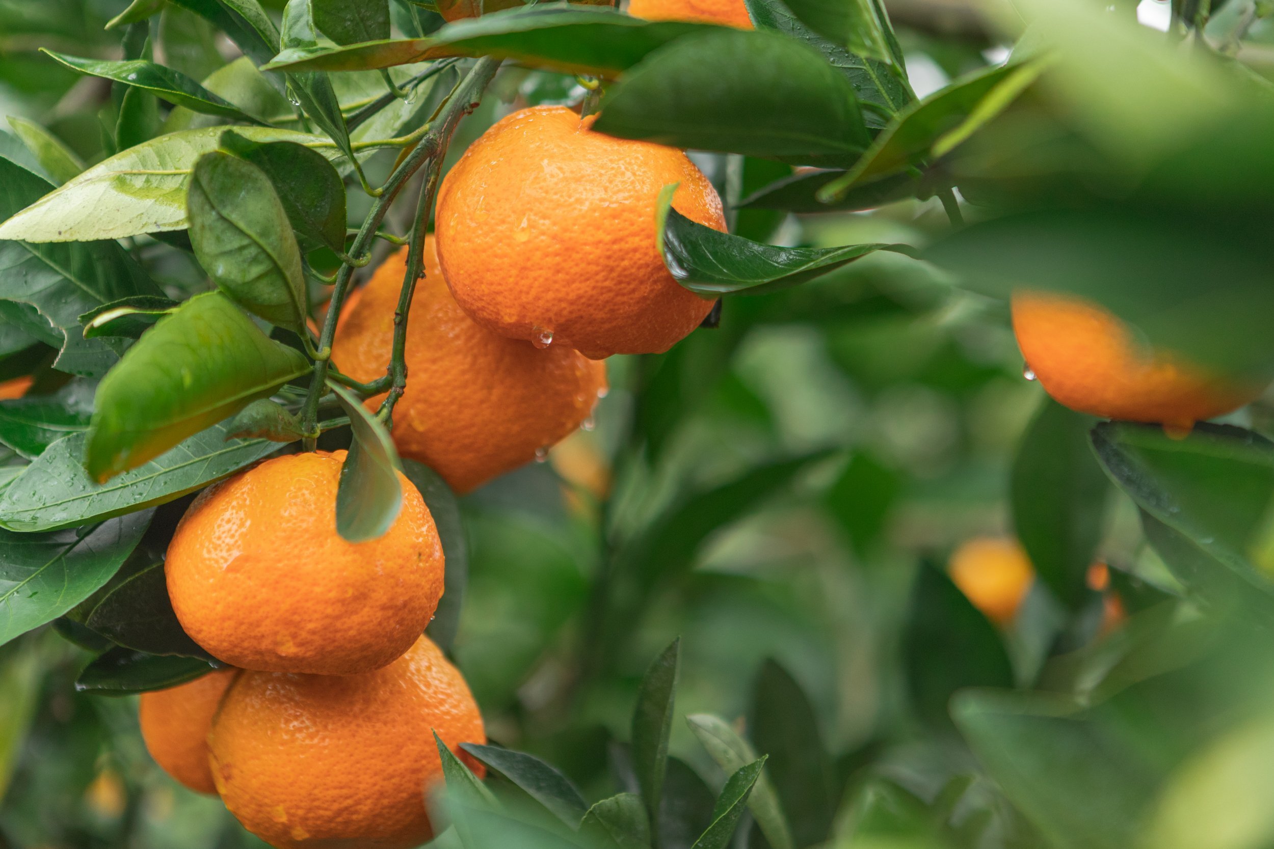 What is a Satsuma? - Tree-Ripe Fruit Co.