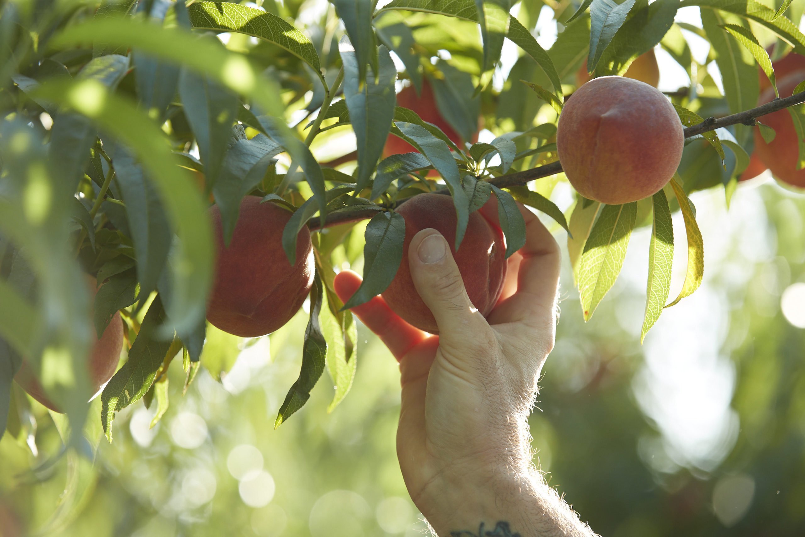 How do peaches get their names? - Tree-Ripe Fruit Co.