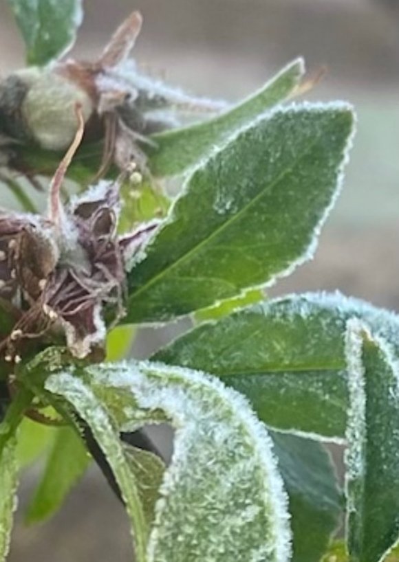 What is a 'freeze event'? - Tree-Ripe Fruit Co.
